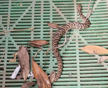 Encuentran una yarará falsa en el patio - LaDecima